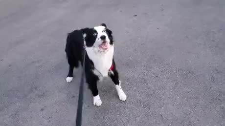 "I'm gonna go run the dog." "You mean walk the dog?" "I know what.I ...