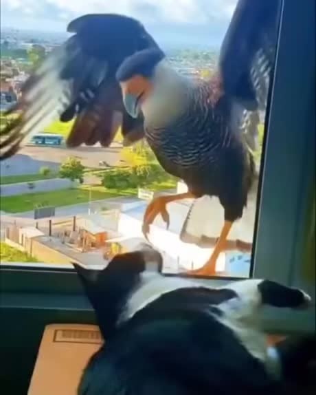 Ave de rapina quer comer o gato - Meme by MMD_Fun_Agent_PT :) Memedroid