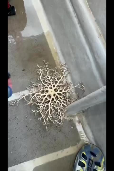 Nature crazy - Meme by Cliffy_99 :) Memedroid