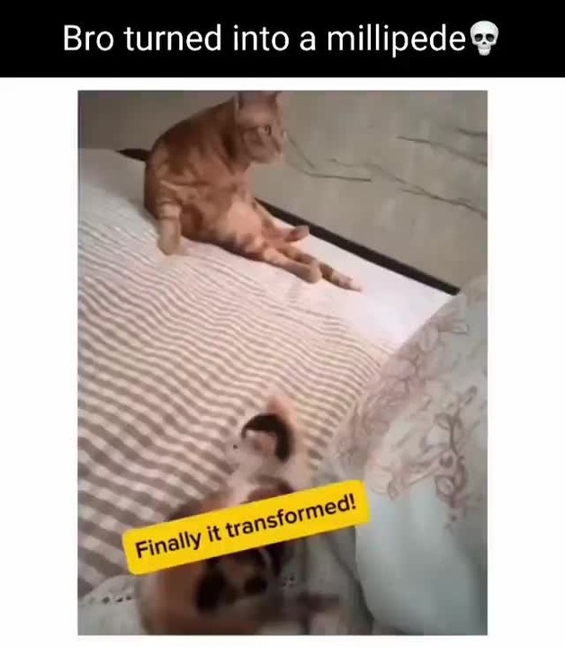 Cat transformation - Meme by Faahhrgan :) Memedroid