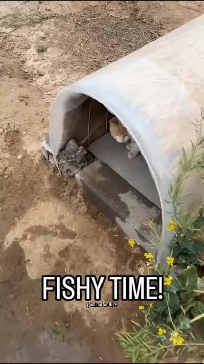 Fishy time! - Meme by Devxicol :) Memedroid