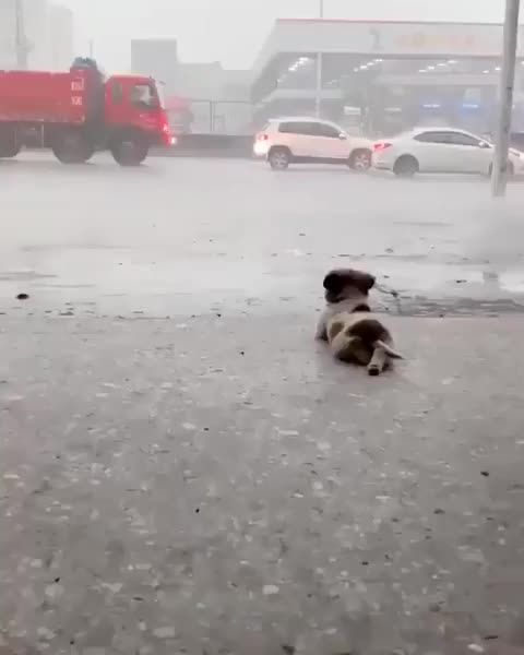 Doggo enjoying a rainy day - Meme subido por Dutta0101 :) Memedroid