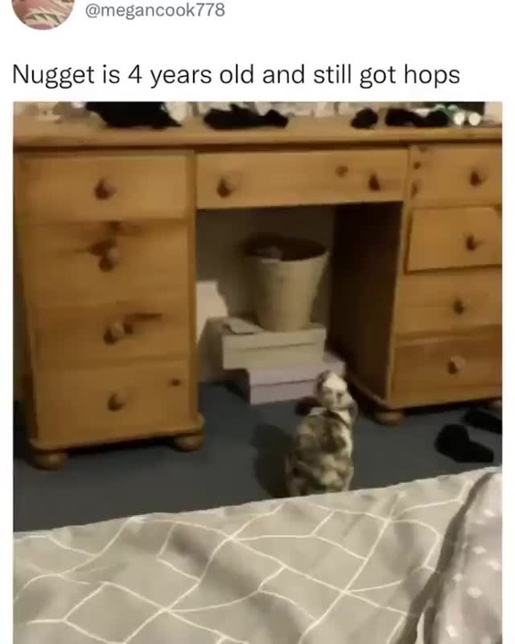 Chonk Bunny - Meme by Disappointed_father :) Memedroid