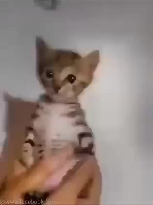 Hipo - Meme subido por KermRetrasado :) Memedroid