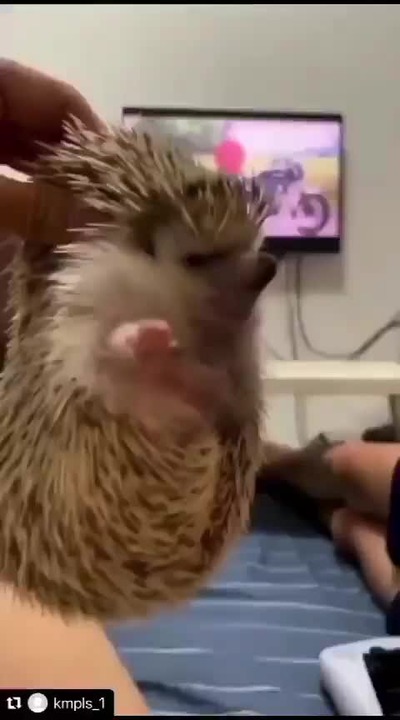 Erizo alemán - Meme subido por gogonoel :) Memedroid