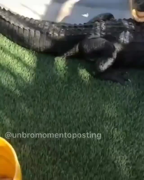 Tuki - Meme by Som137cuenta2 :) Memedroid