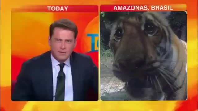 Tigre - Meme subido por Ariel0402 :) Memedroid