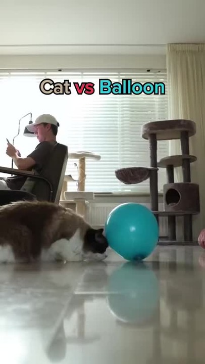 Cat playing with balloon - Meme by EZIDF :) Memedroid