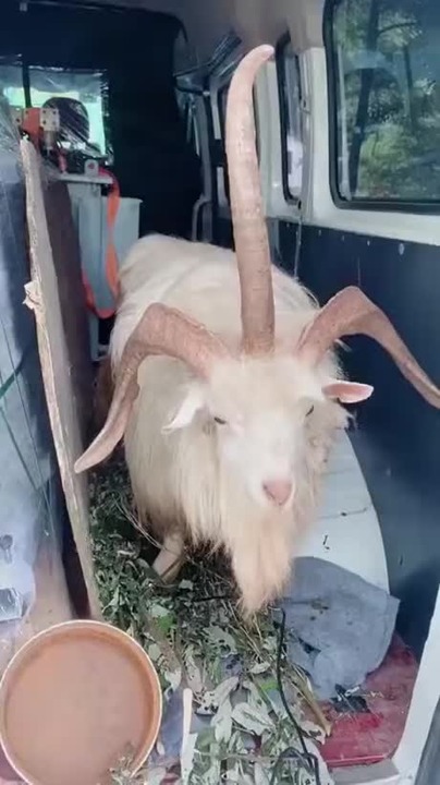 la mismisima cabra del diablo - Meme subido por caprianwar :) Memedroid