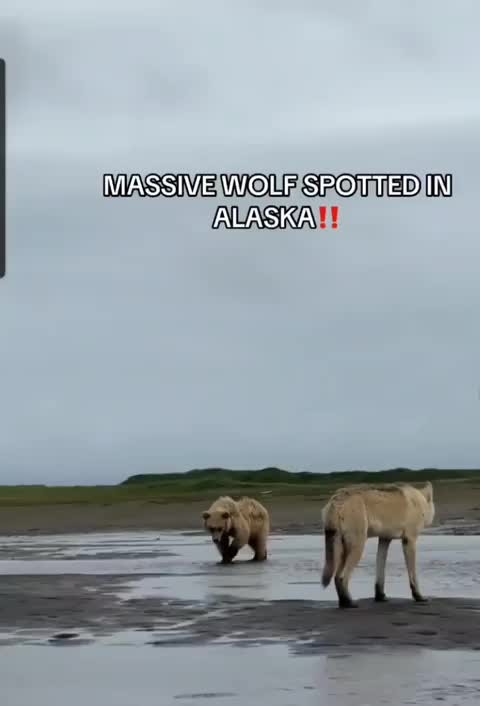 massive wolf or cryptid - Meme by HelsinkiBECH :) Memedroid