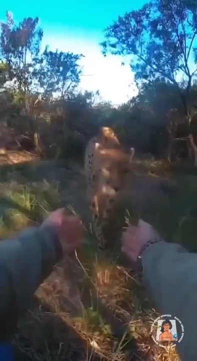 Leopard cat enjoying some scratching - Meme subido por sdesethor ...