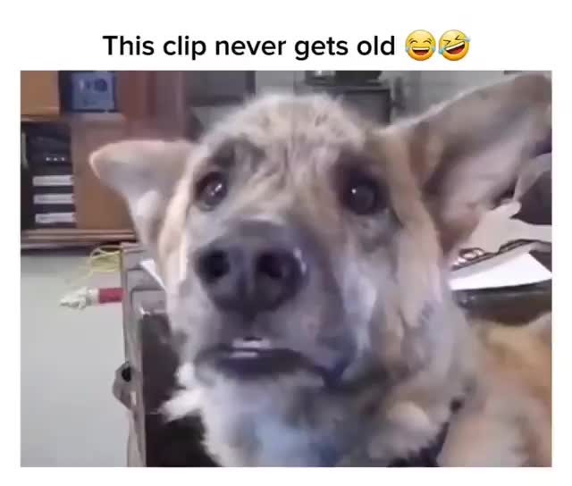 Classic talking dog - Meme by XHEEintu :) Memedroid