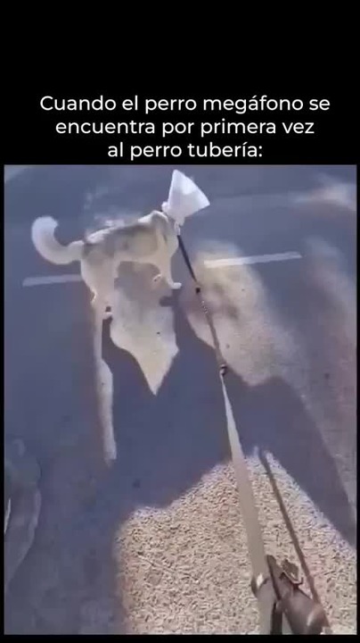 Cuando el perro megáfono conoce al perro tubería - Meme by whalfei ...