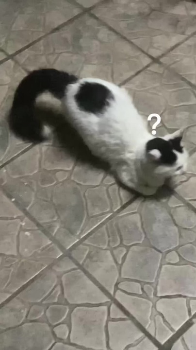 Gato pregunta? - Meme by diegomoon :) Memedroid