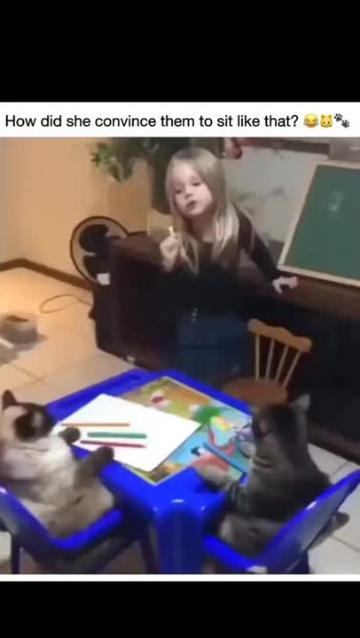 this is so funny, cats are paying attention - Meme by GunnaBurns ...