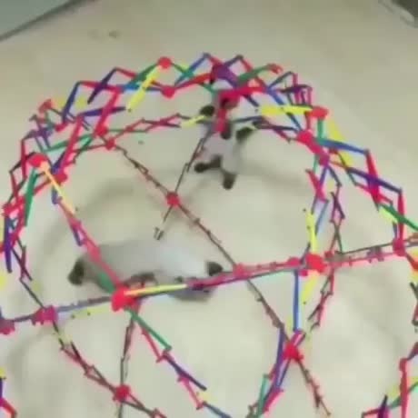 atrapa gatos - Meme subido por inepter :) Memedroid