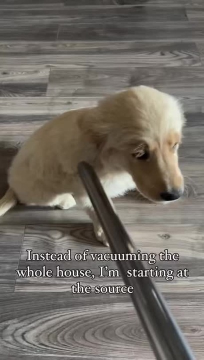 Vacuum the dog - Meme by Jade_prox :) Memedroid