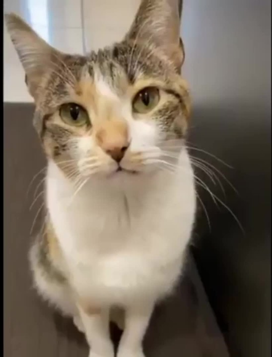 no no hay - Meme subido por QuePoronga :) Memedroid