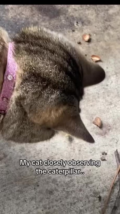 Cat needs to understand the caterpillar - Meme by tivoxx :) Memedroid