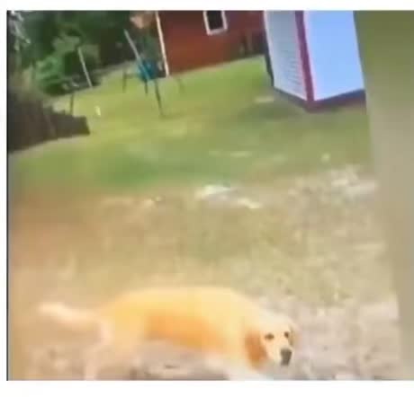 perro wasted - Meme subido por ernicoferrer :) Memedroid