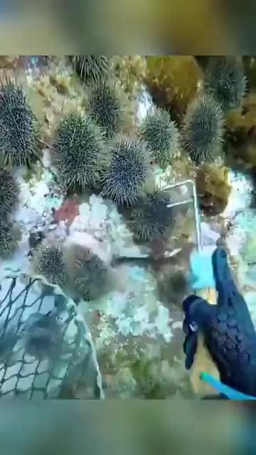 Damsel fish - Meme by Jungster :) Memedroid