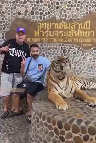 Don't poke the tiger - Meme by pleb :) Memedroid