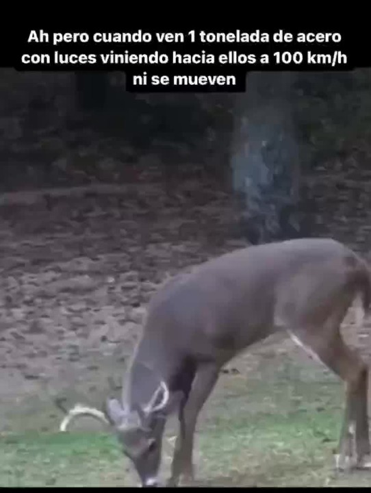 Ciervos salvajes con ultra instinto cuando quieren - Meme subido por ...