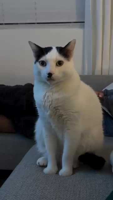 Gato - Meme subido por TheCaraSemNome :) Memedroid