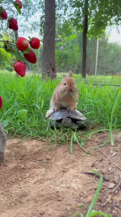 Rabbit got a new ride - Meme by CurveOW :) Memedroid