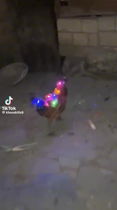 Gallina - Meme by 6.armageddon.9 :) Memedroid