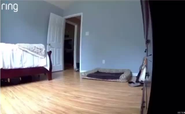 Cat fixing camera angle - Meme by pirush :) Memedroid