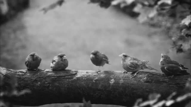 Pájaro - Meme subido por RambarioMemes. :) Memedroid