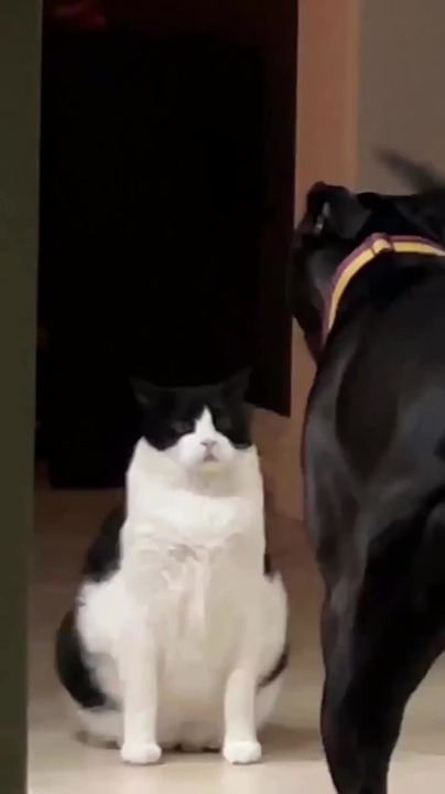 Los gatos tienen un par - Meme subido por antiagolax :) Memedroid