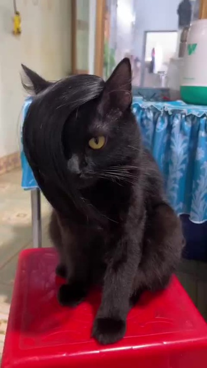 Gato emo - Meme subido por jandroqr :) Memedroid