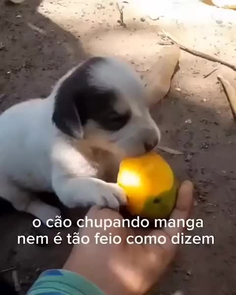 Direito do zap - Meme by laurakakak :) Memedroid