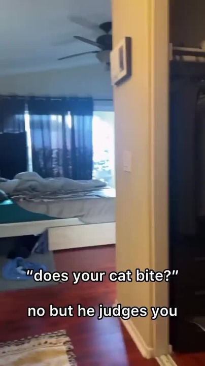 Good cat - Meme subido por exonx5 :) Memedroid