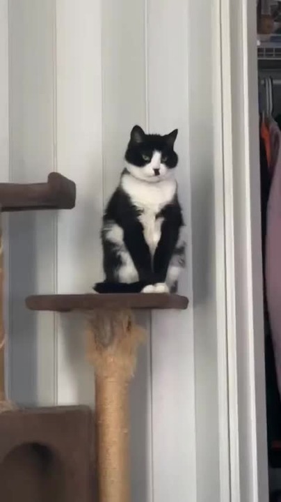 Gato alemán - Meme subido por reginourban :) Memedroid