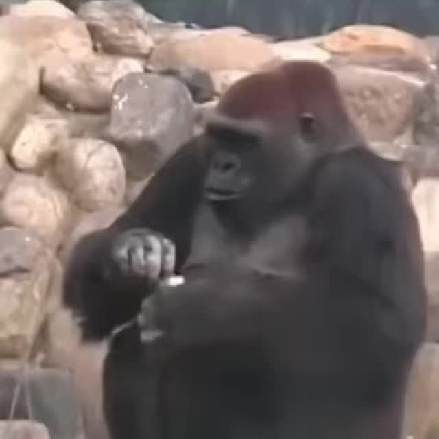 Os macacos estão de volta à cidade - Meme by MMD_Fun_Agent_PT :) Memedroid