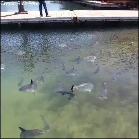 Mola molas (idk what they are) - Meme by Baiast :) Memedroid