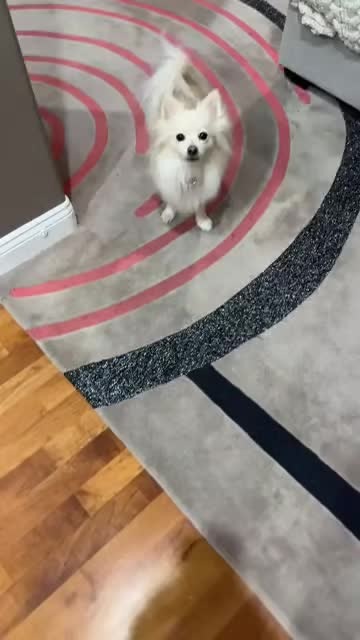 Doggo also wants to dance - Meme by wowfrey :) Memedroid