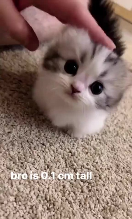 Um gato fofo para alegrar o seu dia - Meme by DetudoAmigo :) Memedroid