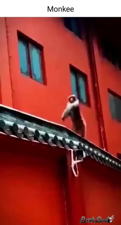 Monkey life - Meme by avegfoul :) Memedroid