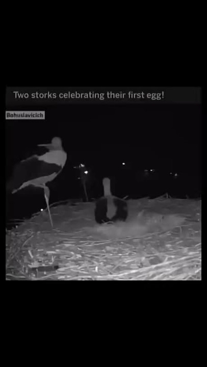 Two storks celebrating their first egg - Meme by DraconianMelon ...