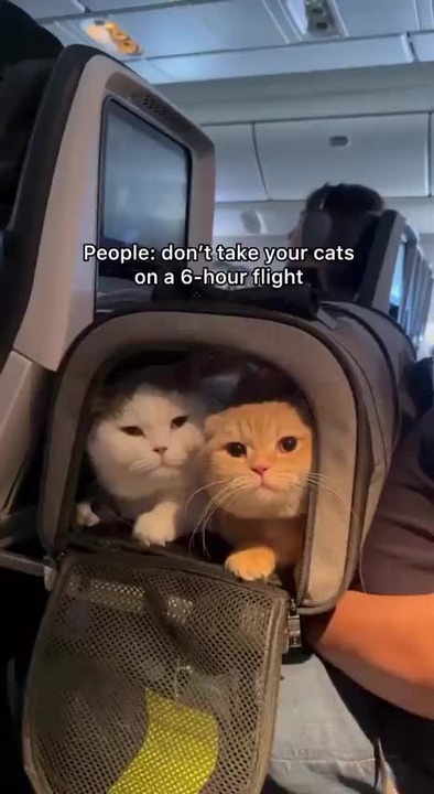 Cats calmly flying in a plane for hours - Meme by MMD_Fun_Agent ...