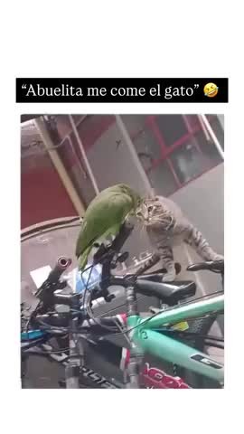 Loro en problemas - Meme subido por drpablito :) Memedroid