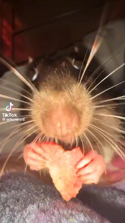 Rata - Meme subido por Volare :) Memedroid