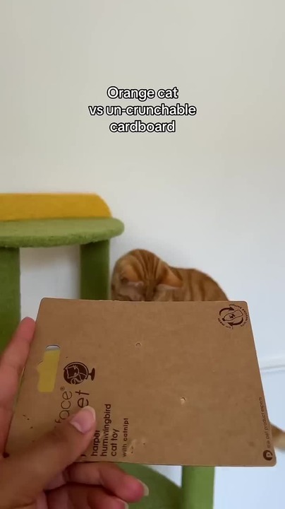 Cat vs cardboard - Meme by Jackfae :) Memedroid