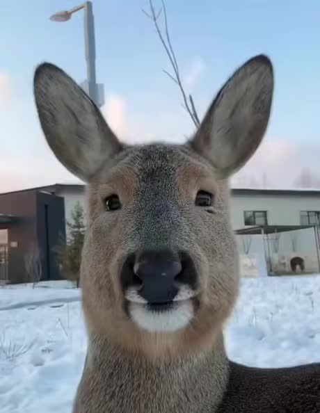great face you have right there deer - Meme by godkillergod :) Memedroid