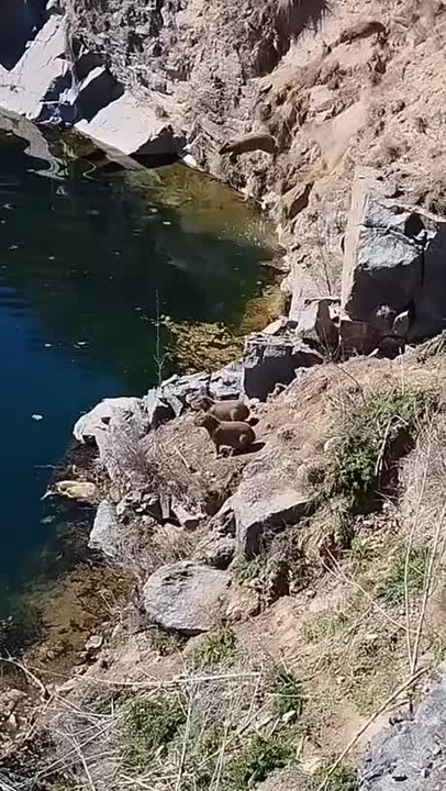 Capybara free diving - Meme by Baiast :) Memedroid