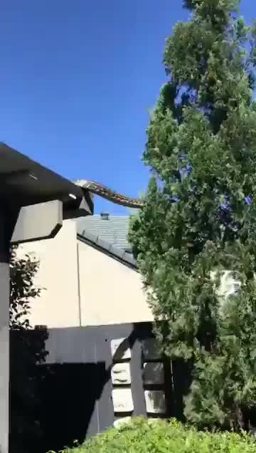 no termina nunca esa serpiente - Meme subido por JN11 :) Memedroid